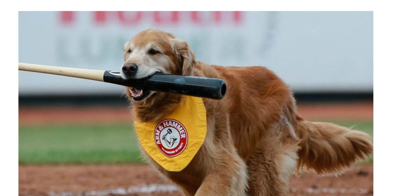 Golden Retriever Baseball