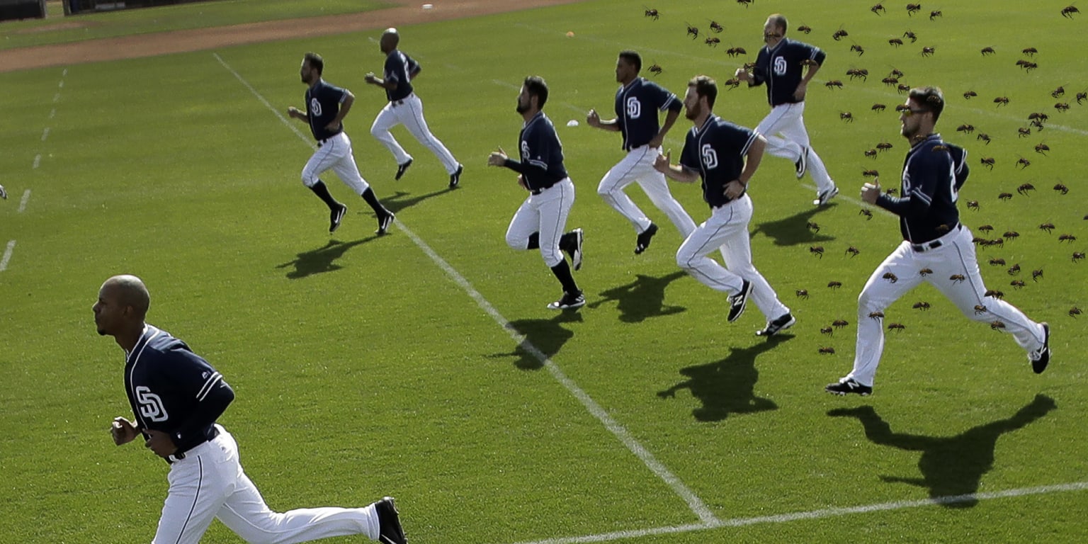 A swarm of bees, doing whatever it is that bees do, interrupted Padres ...