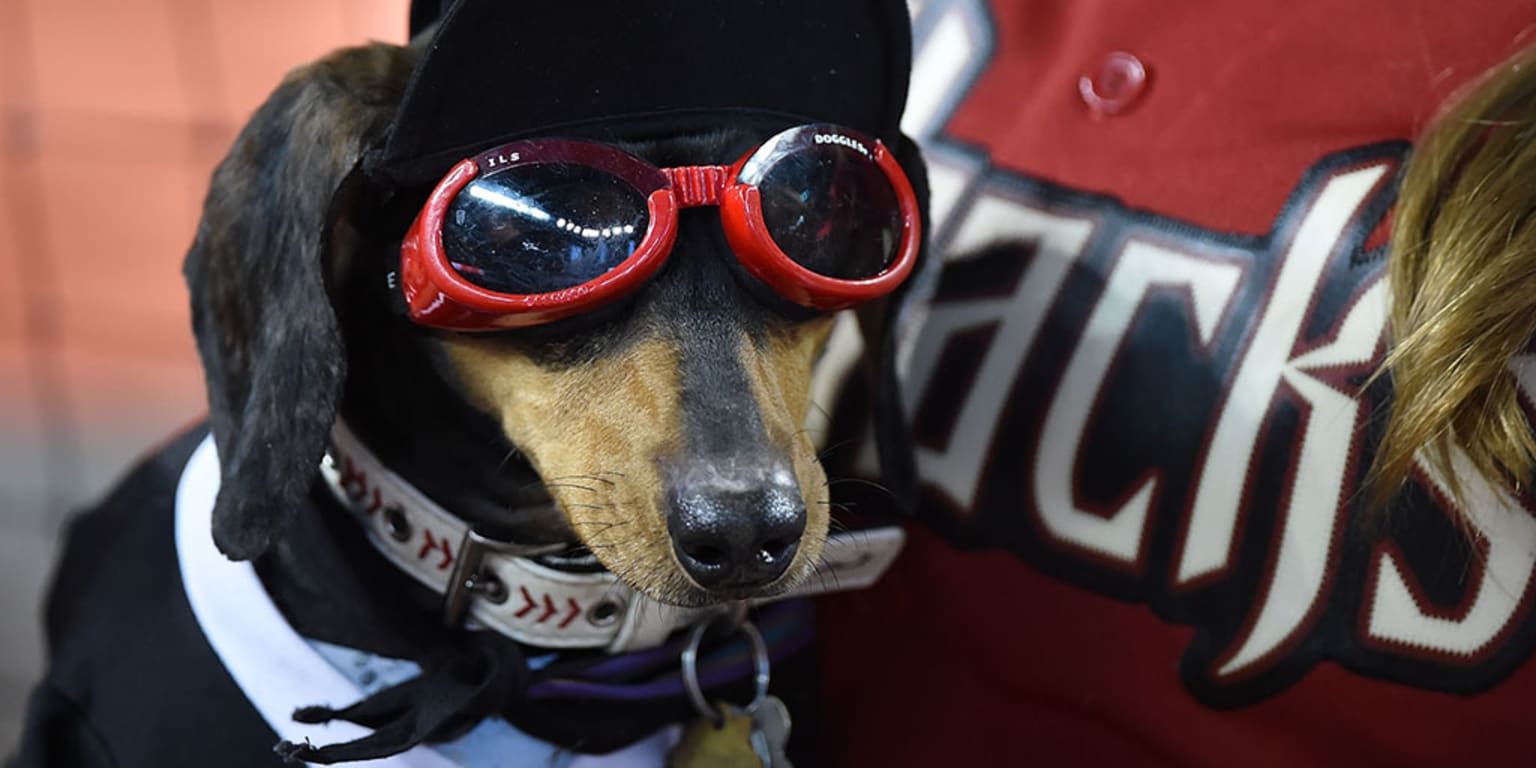 The D-backs are hosting dogs at Chase Field for every Sunday home game ...
