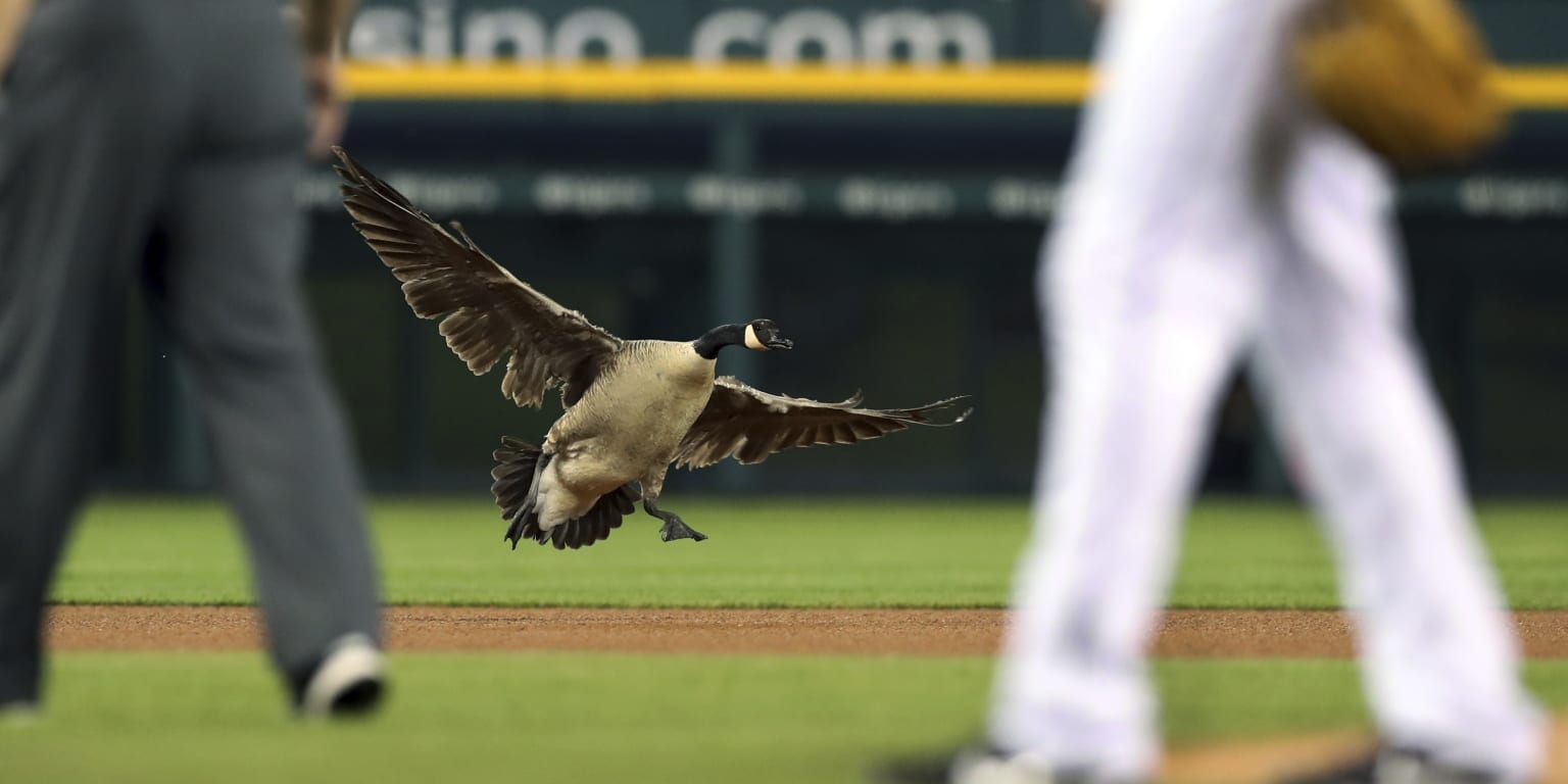 Fans attending the Angels-Tigers game were witness to a literal wild ...