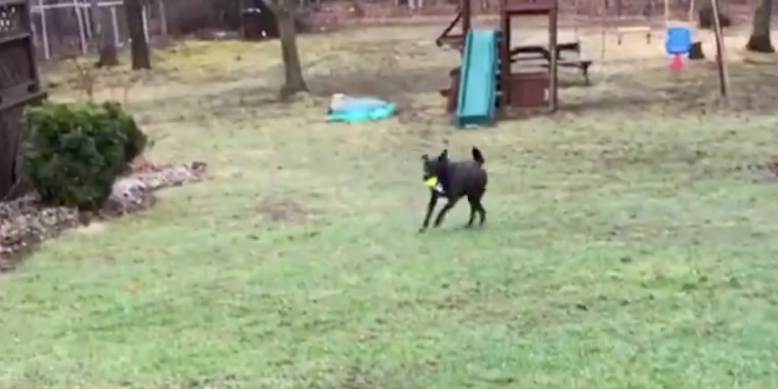 Dog plays fetch with kid's home runs