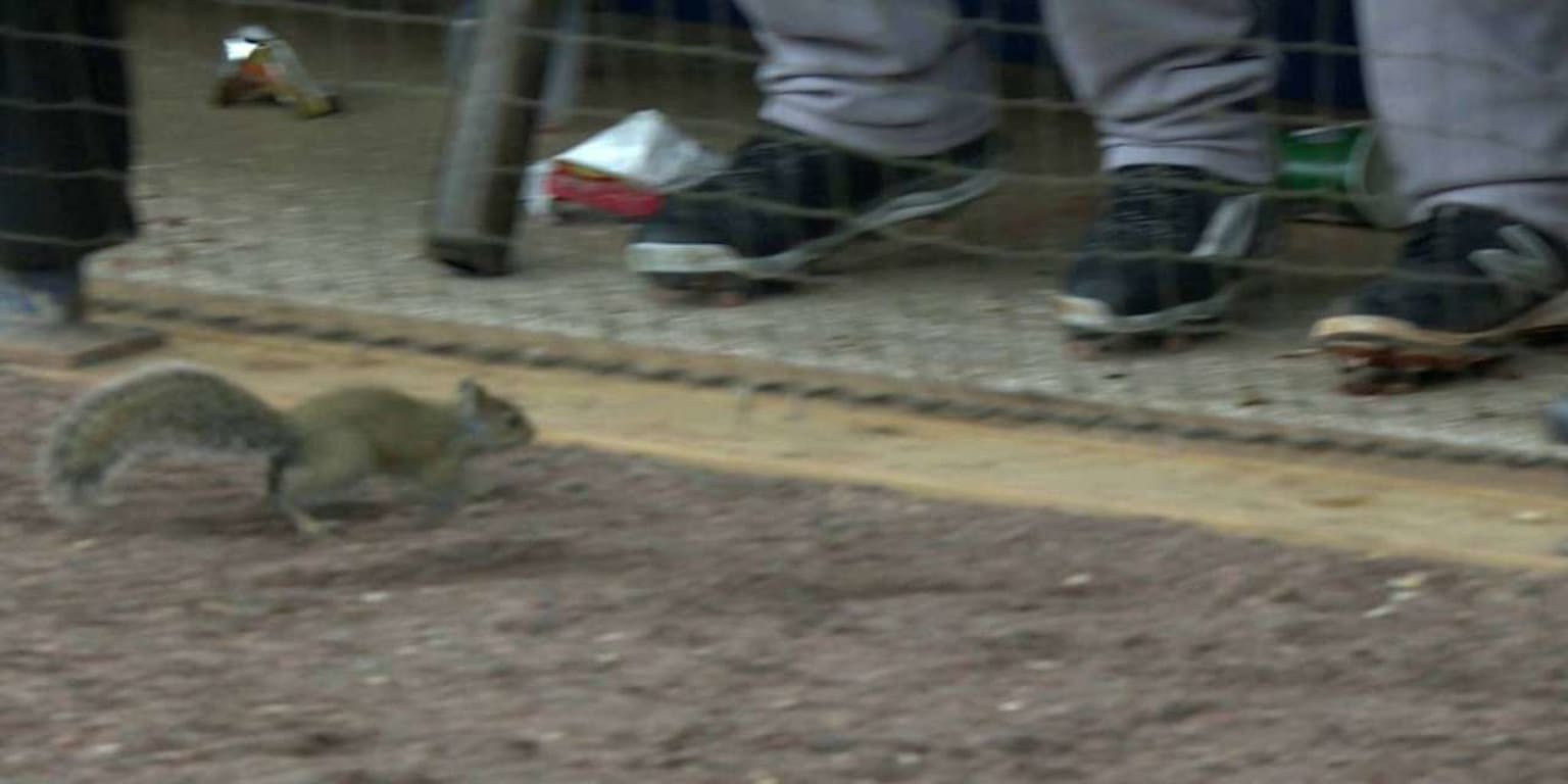 Baseball-obsessed squirrel gets up close and personal with the Astros ...