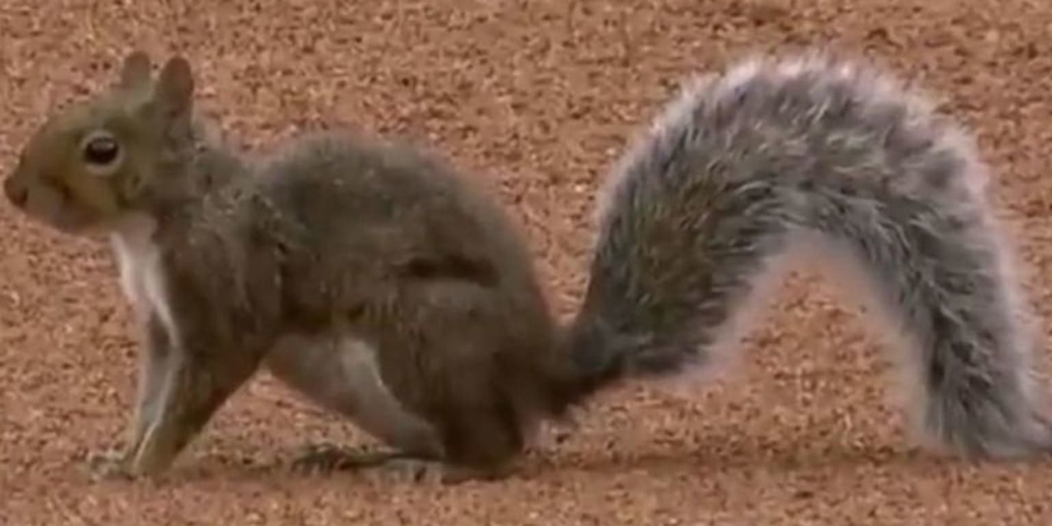Another pennant race, another squirrel on the field that sparks a ...