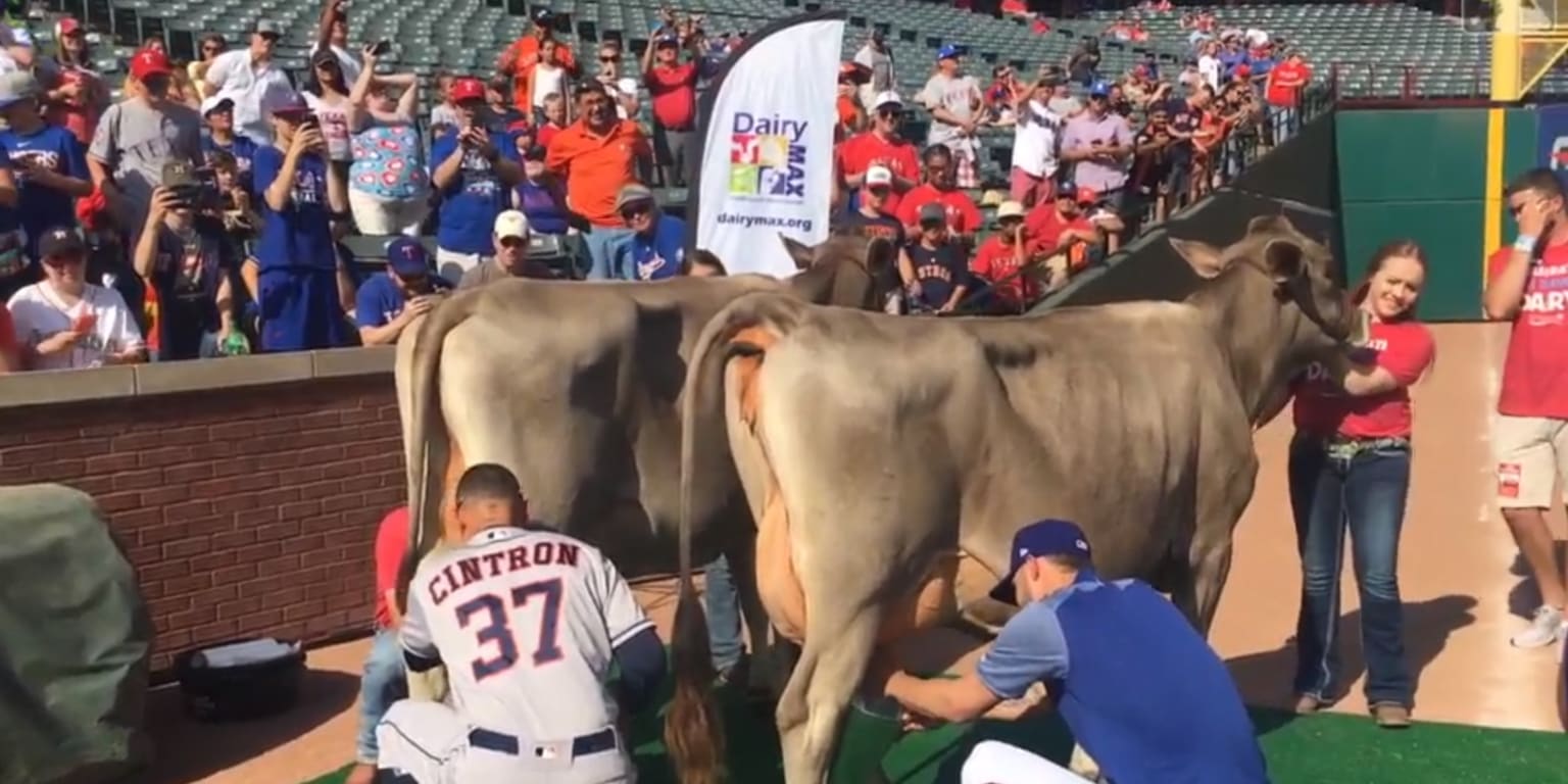 The Rangers and Astros held a milking contest in honor of June Dairy ...