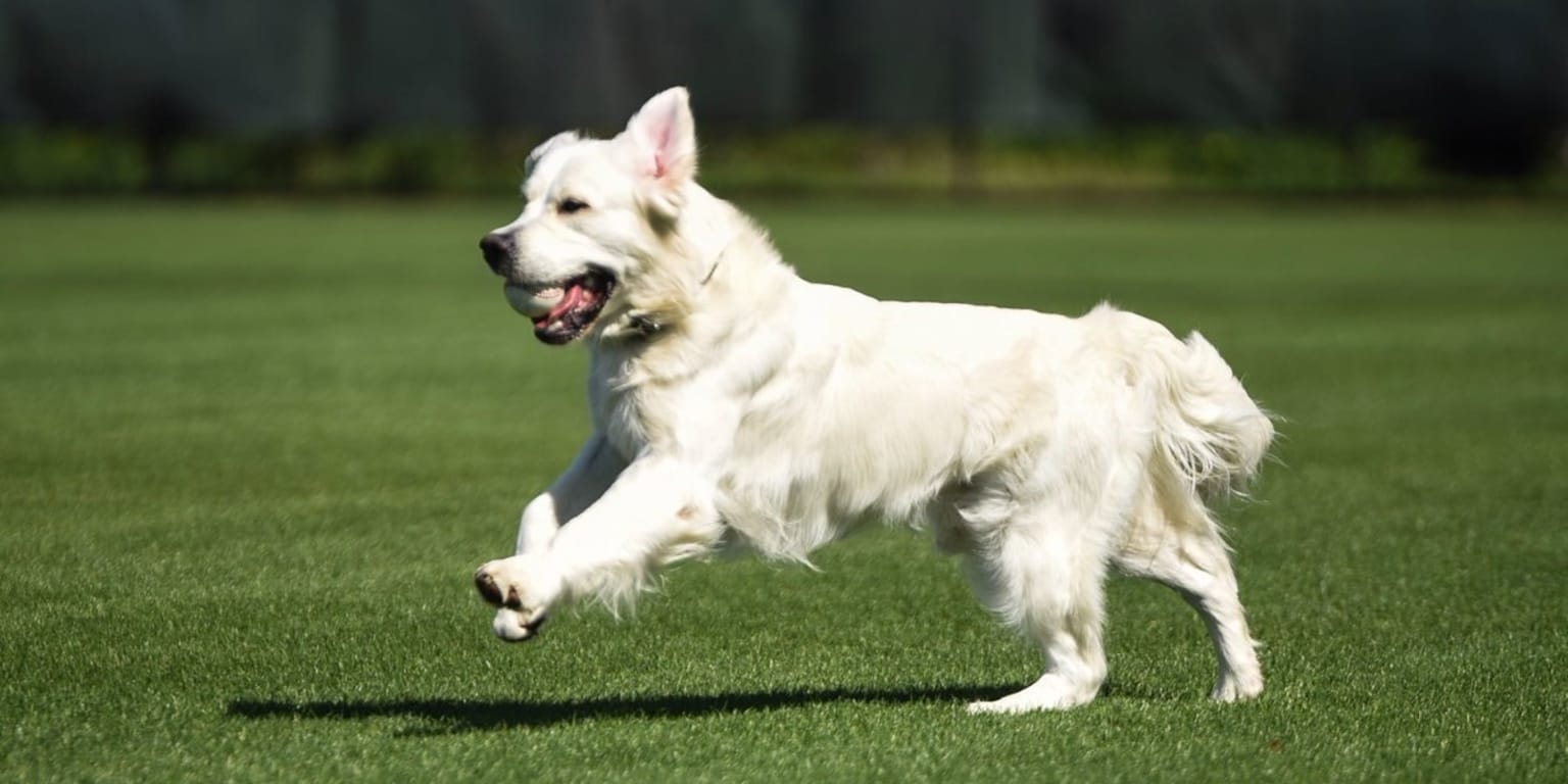 Rhys Hoskins brought his dog to Spring Training, and it was everything ...