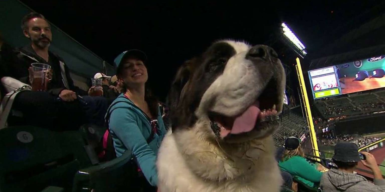 The Mariners held a Bark at the Park night, so naturally there was a ...