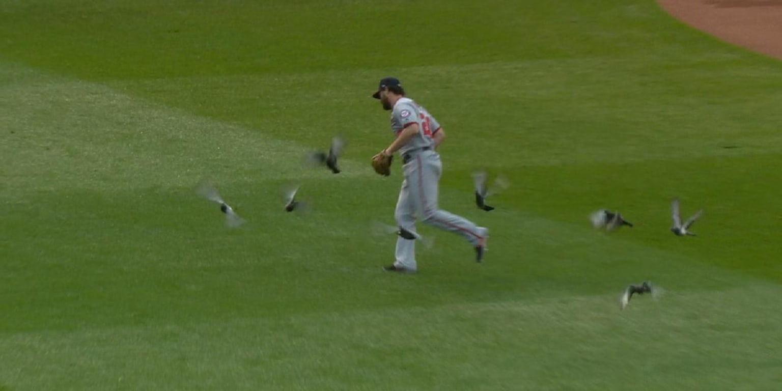 Pigeons took over Game 4 of the NLDS, but this isn't the first time for ...