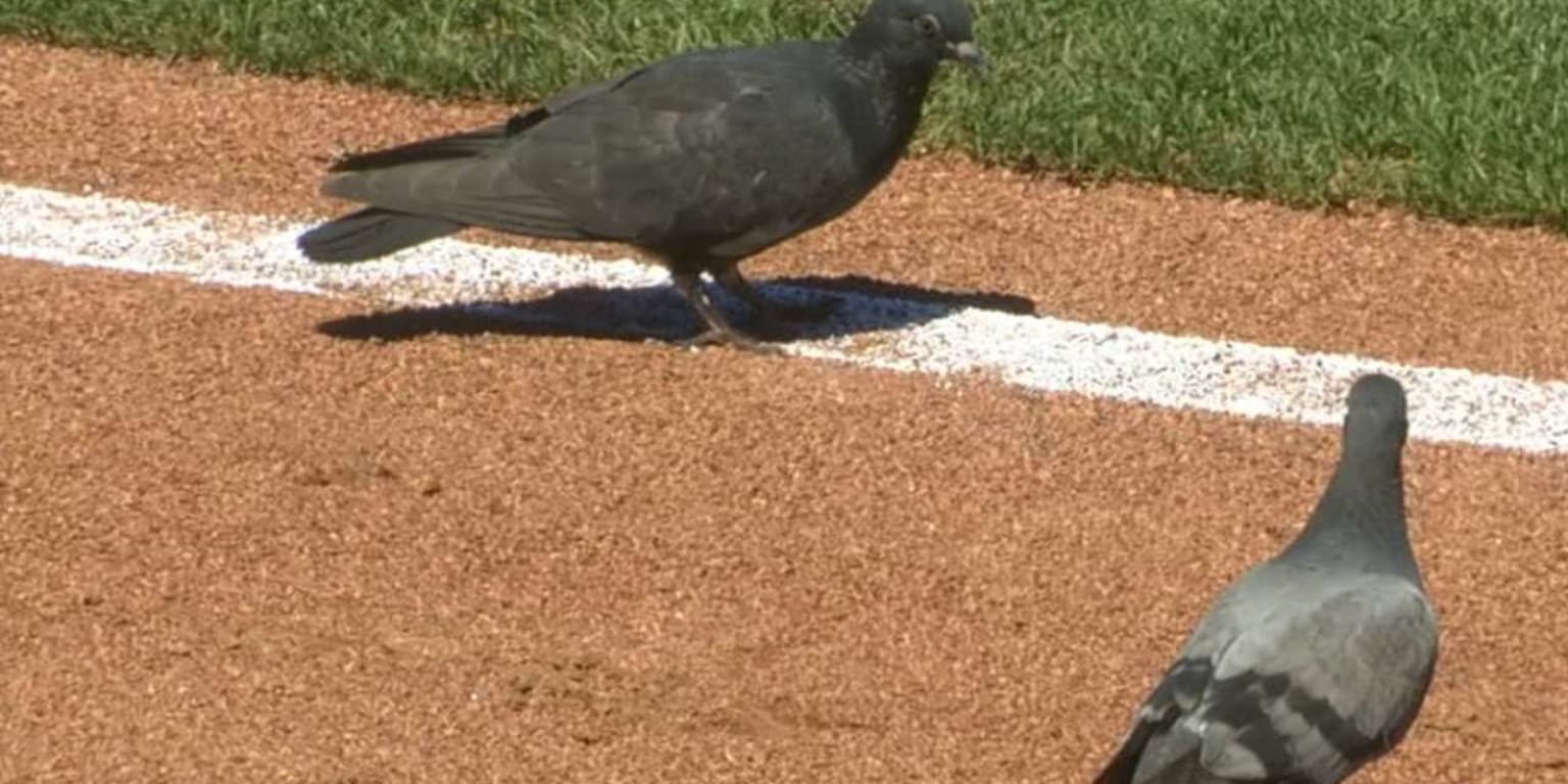 The birds continued their season-long takeover of AT&T Park on ...