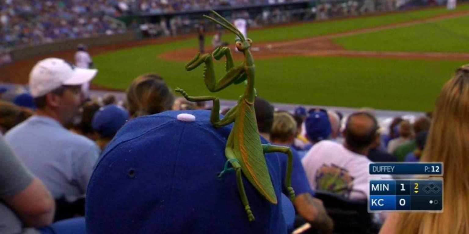 The Royals set their new Rally Mantis up in a luxurious cage, haven't ...