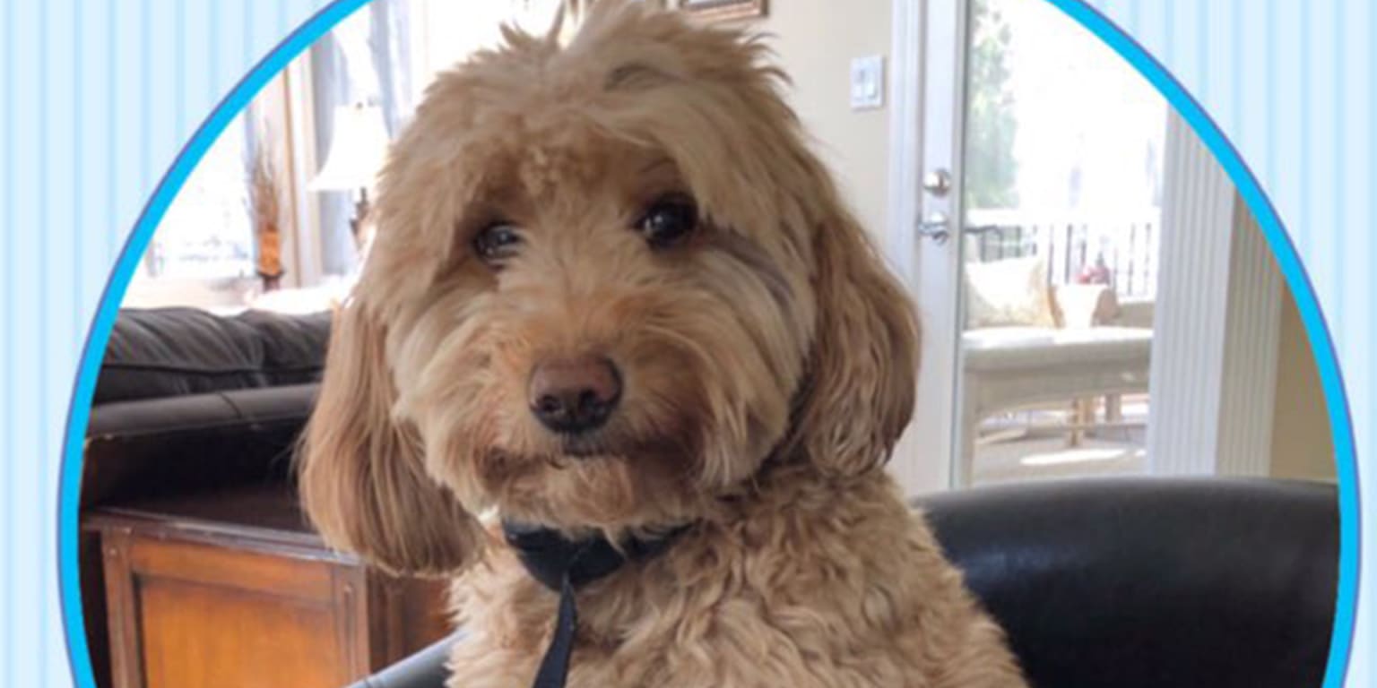 Nationals fan changes dog name from Harper to Max | MLB.com