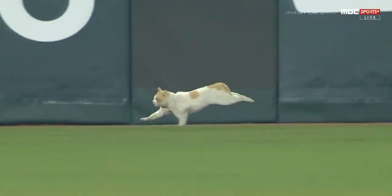 Cat runs onto baseball field | MLB.com