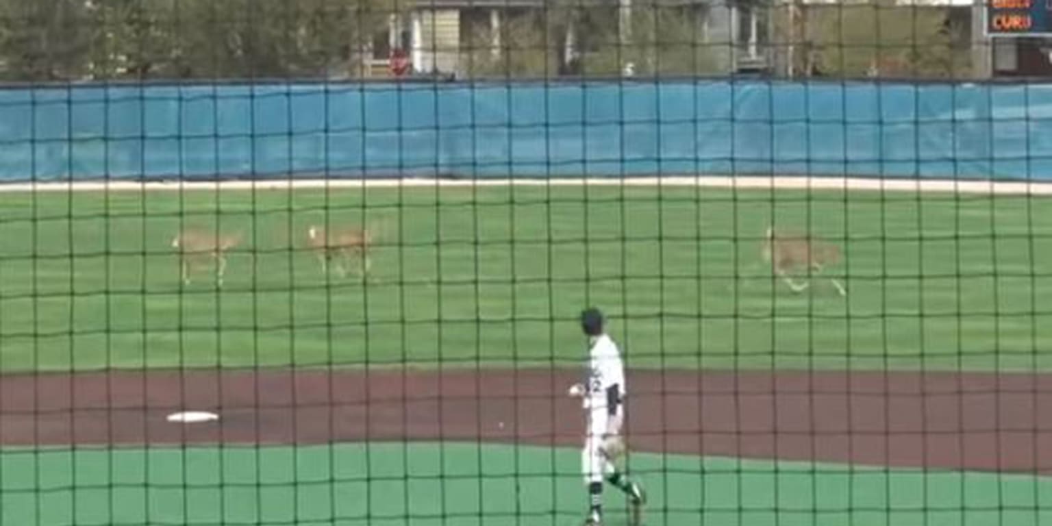 Deer ran on the field of a college baseball game | MLB.com