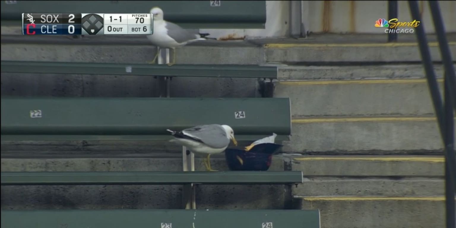 Seagull devours helmet nachos at baseball game | MLB.com