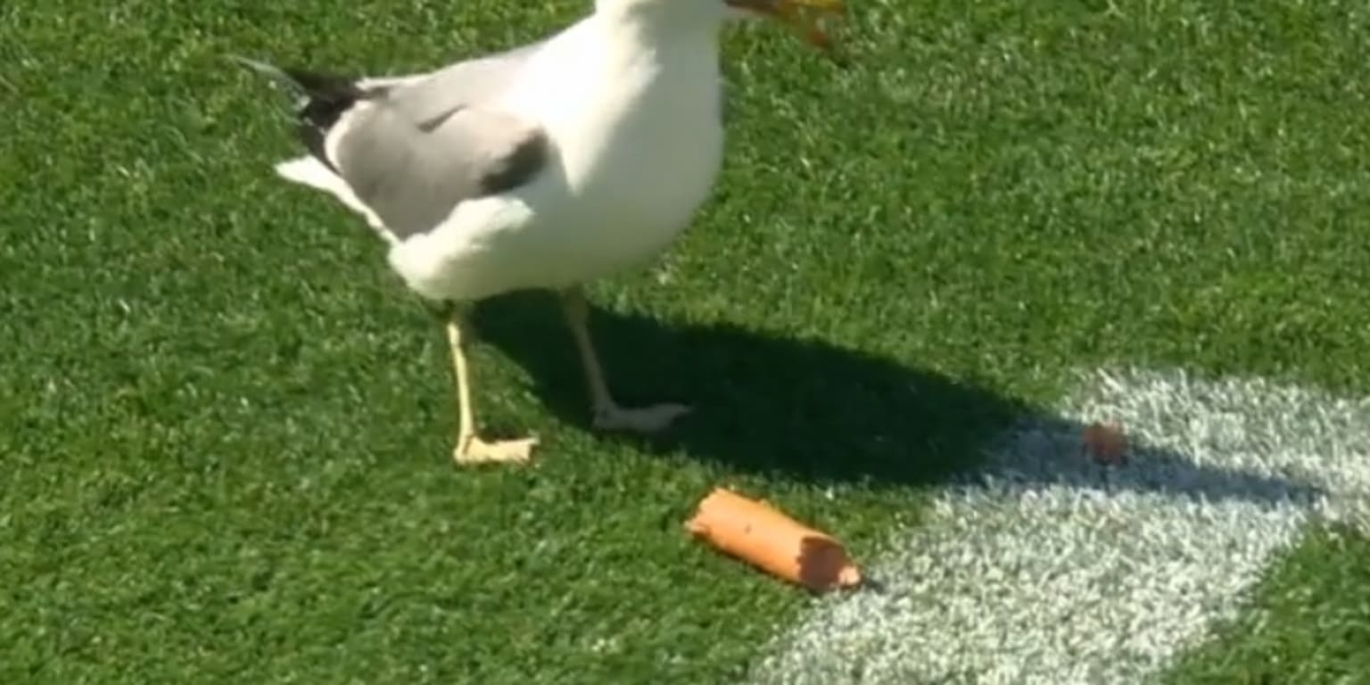 Seagull flies away with hot dog | MLB.com