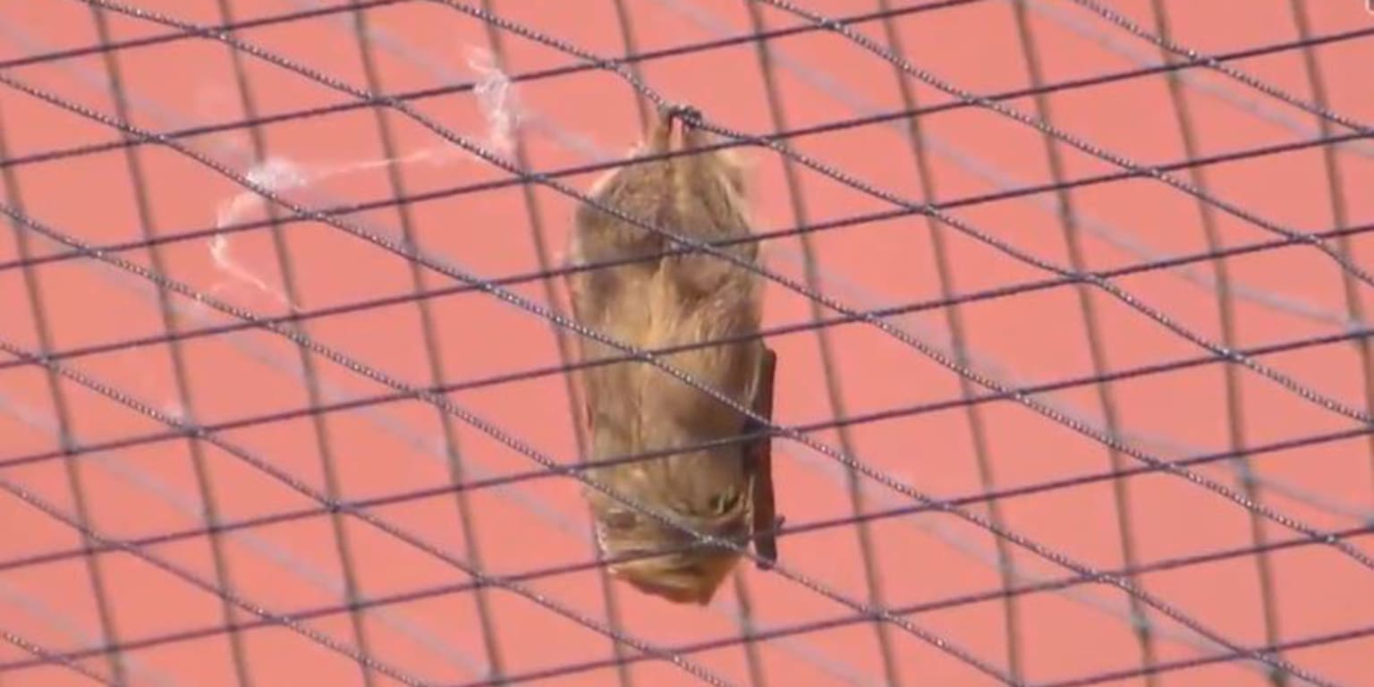 A bat hung from the net at Indians game | MLB.com