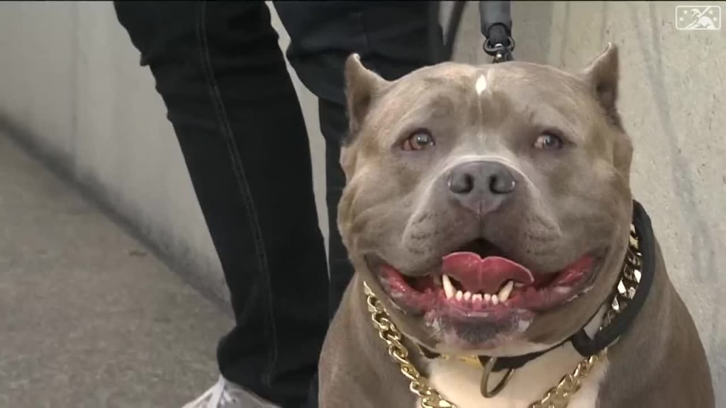 Pitbull sporting a gold chain