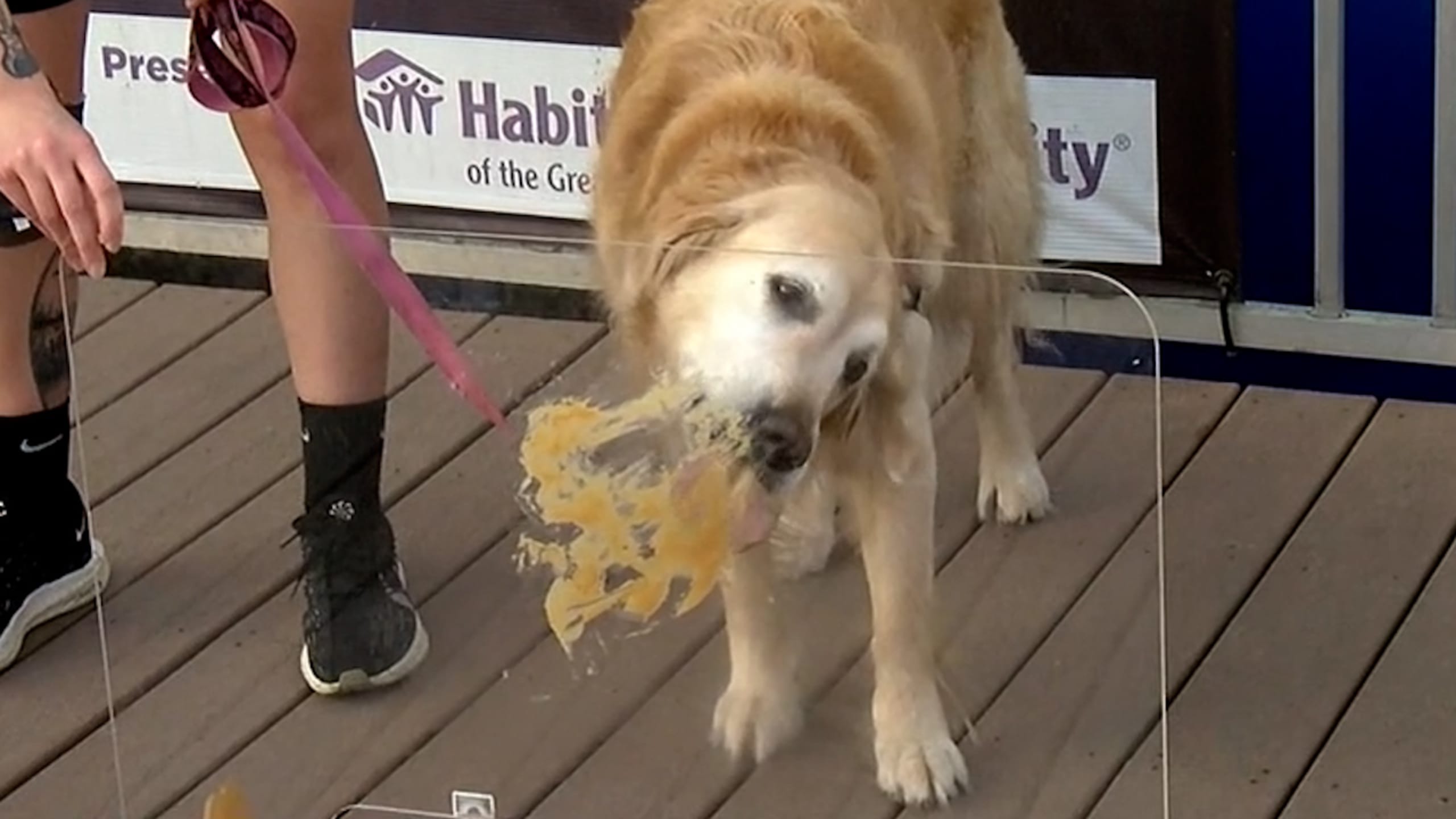 Dogs Licking Peanut Butter