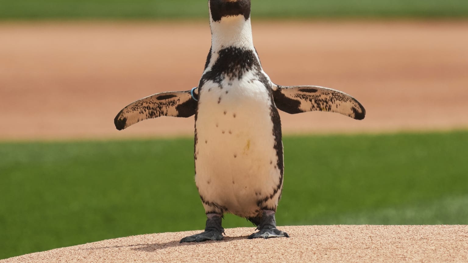 Pepe the Penguin attends White Sox game | 06/08/2025 | MLB.com