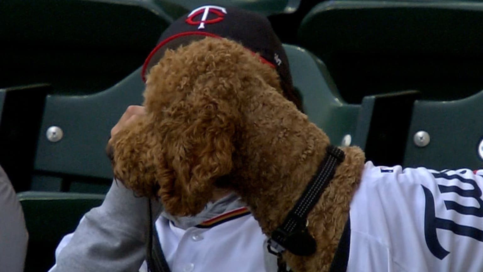 Twins host Bark at the Park at Target Field | 05/19/2025 | MLB.com