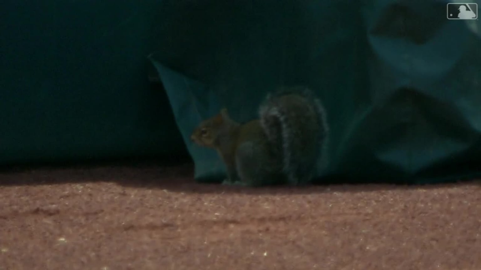 A squirrel joins the action in the top of the 8th | 05/04/2023 | St ...