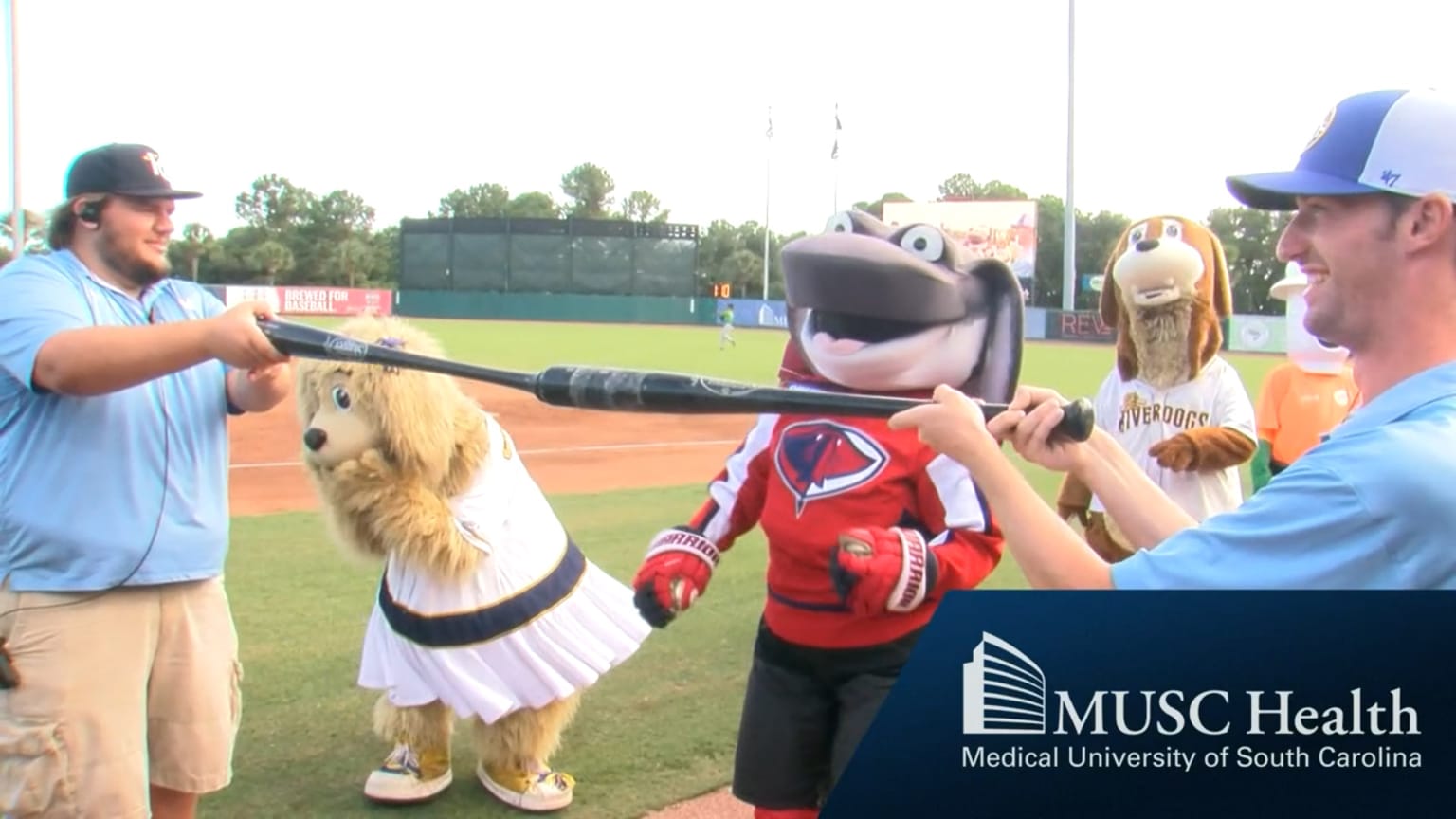 Mascots do the limo in RiverDogs game | 08/21/2023 | MLB.com