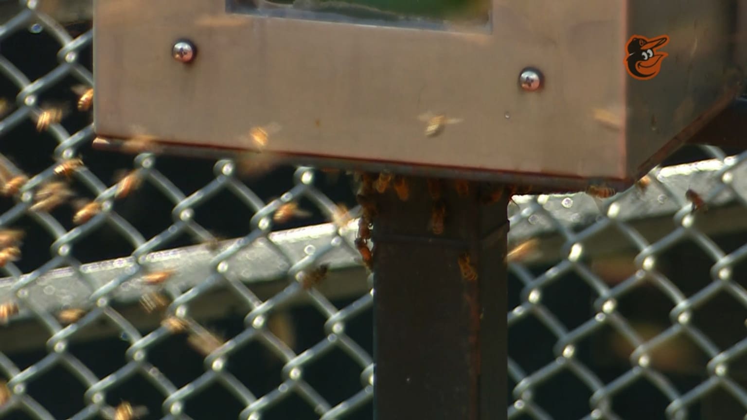 A swarm of bees take over outfield at Camden Yards | 08/27/2023 ...