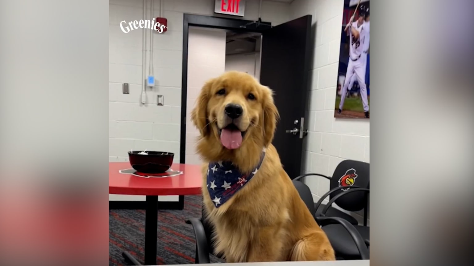 Bruce the Bat Dog called up to the Nationals | 06/10/2025 | MLB.com