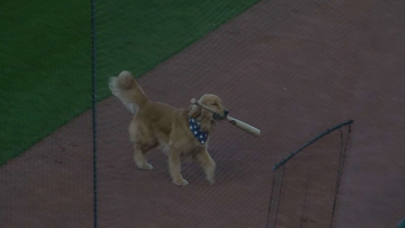 Rochester bat dog Bruce makes his debut | 06/09/2024 | Lasmayores.com