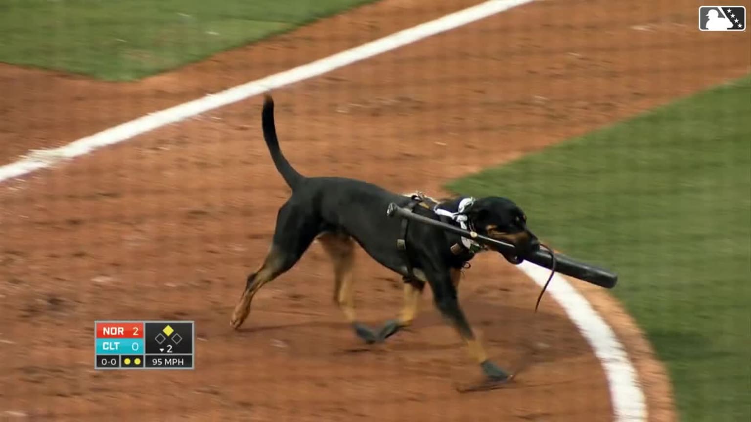 Charlotte Knights debut their new bat dog | 04/05/2024 | MLB.com