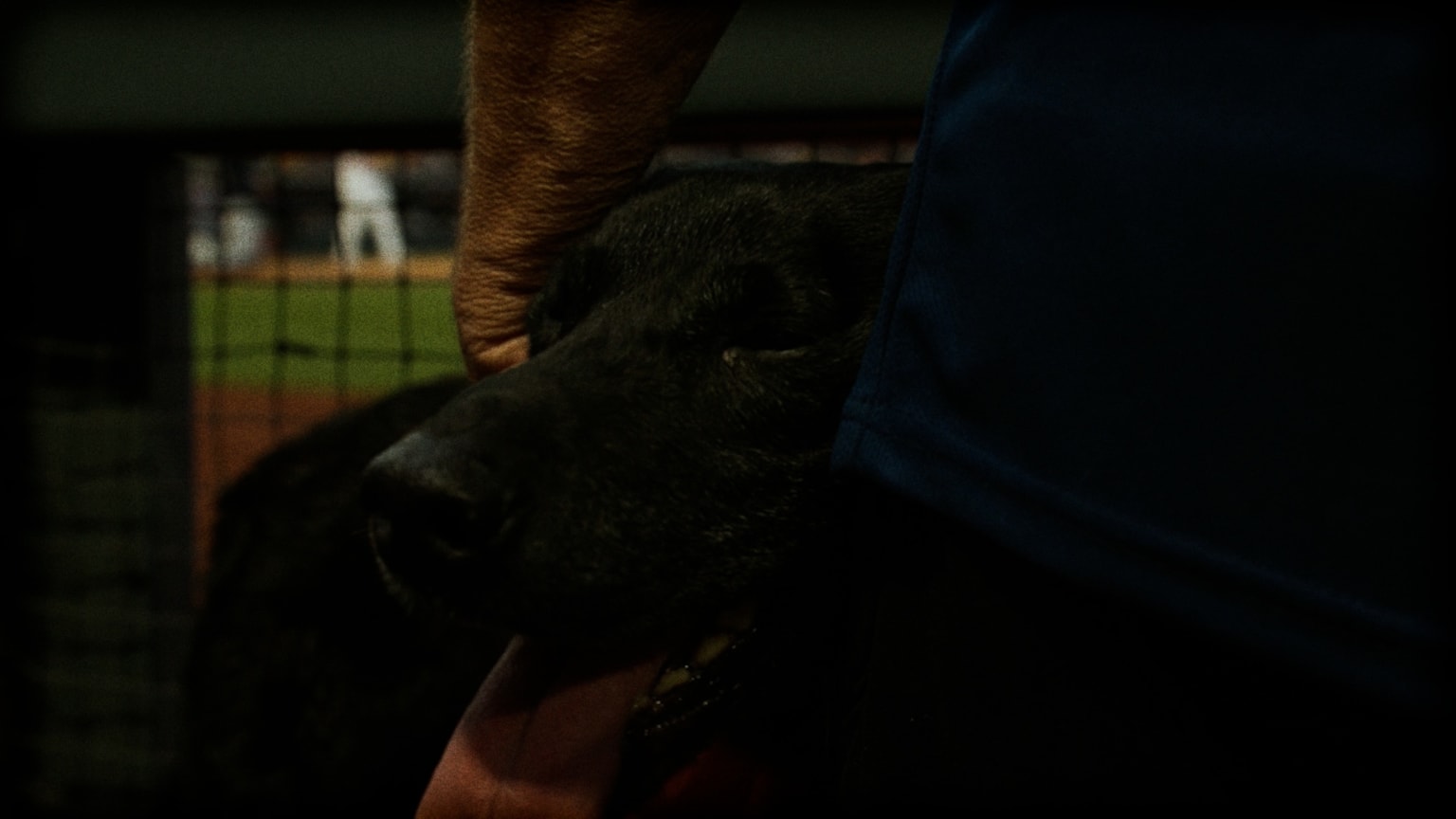 Finn the bat dog retires from Triple-A duties | 04/23/2024 | MLB.com