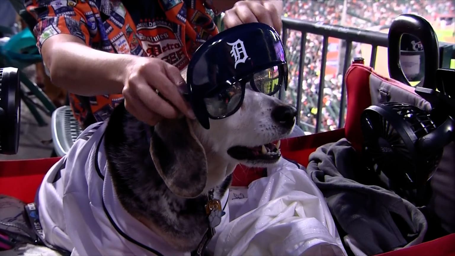 Check out the best moments from Bark in the Park | 09/10/2024 | Detroit ...