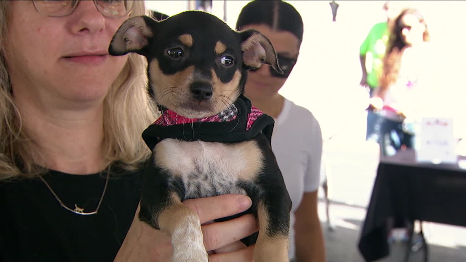 It's the 2nd Annual Dog Adoption Day at MLB Network | 09/14/2023 | New ...