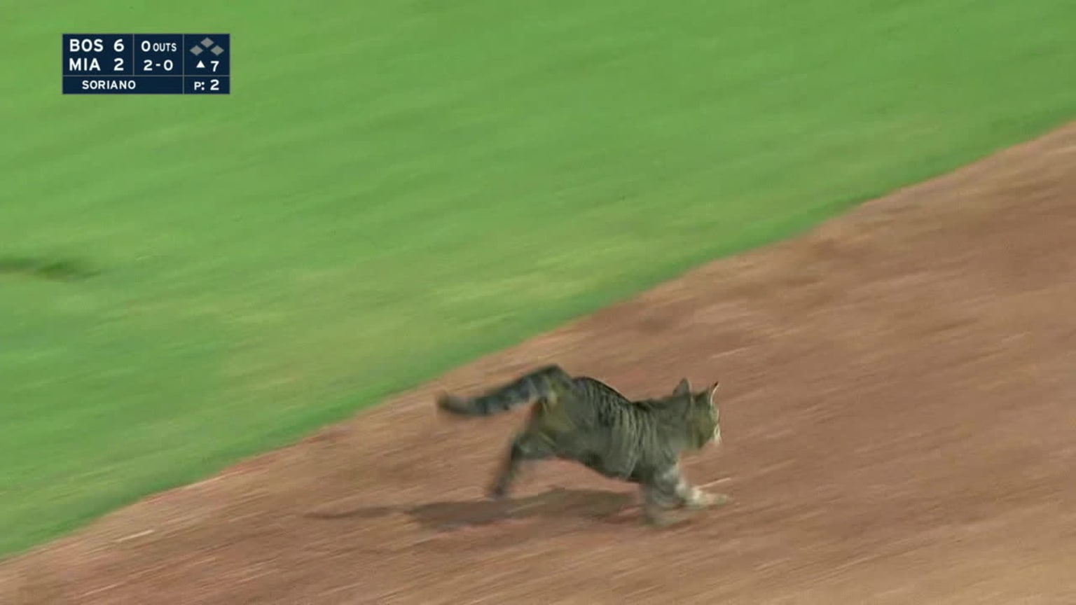 A wild cat causes a commotion in the 7th inning | 02/28/2023 | Boston ...