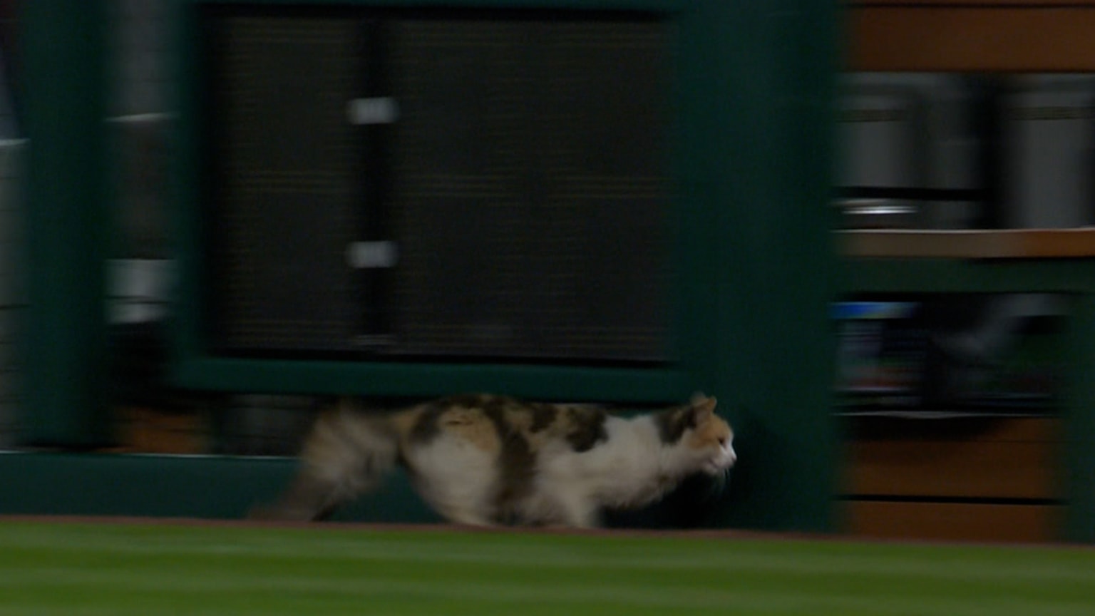 Cat runs on the field in the 7th inning | 04/30/2024 | Philadelphia ...