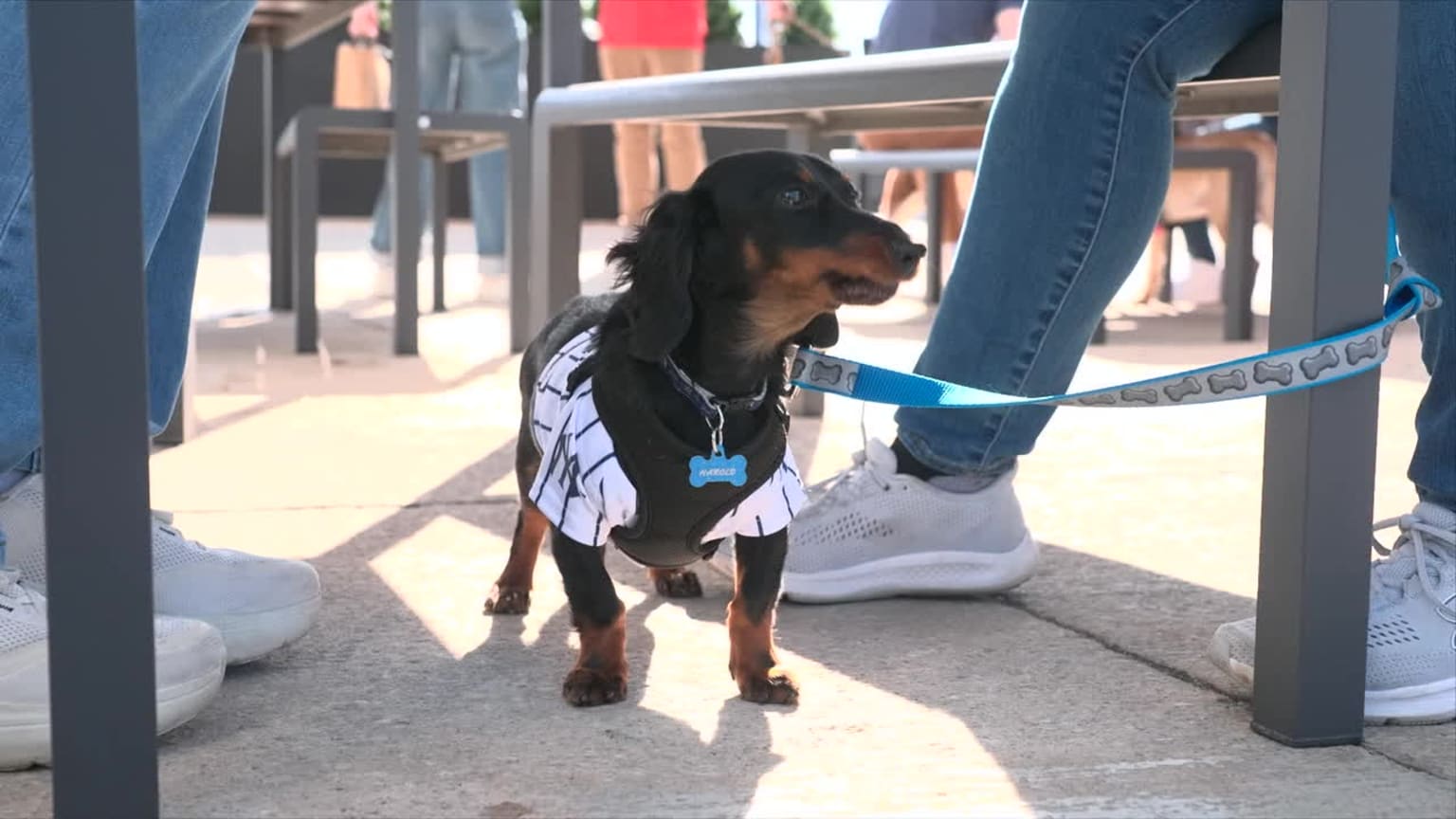 Progressive Field hosts Bark at the Park | 04/22/2025 | Cleveland Guardians