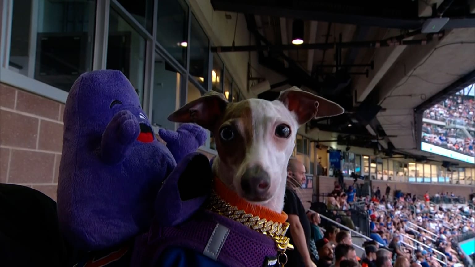 Iggy the dog gets in on the Grimace fun | 07/12/2024 | New York Mets