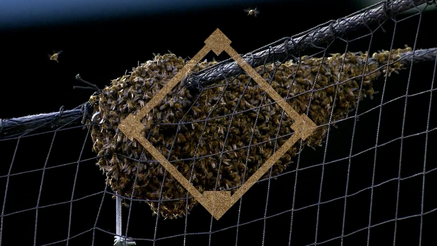 Baseball Zen: Bees | 07/25/2024 | MLB.com