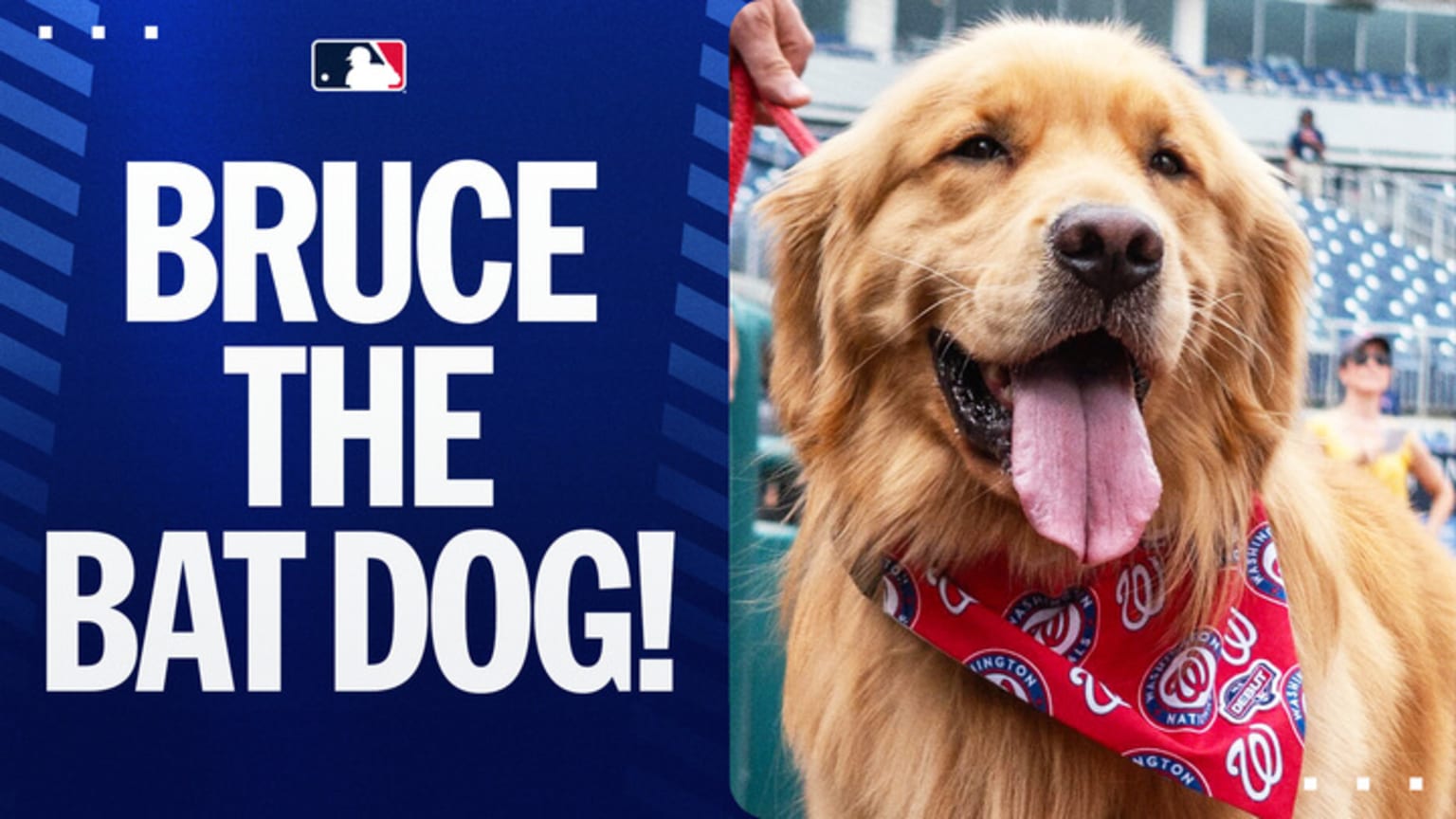 Bruce the Bat Dog makes his Major League debut | 06/14/2025 | MLB.com
