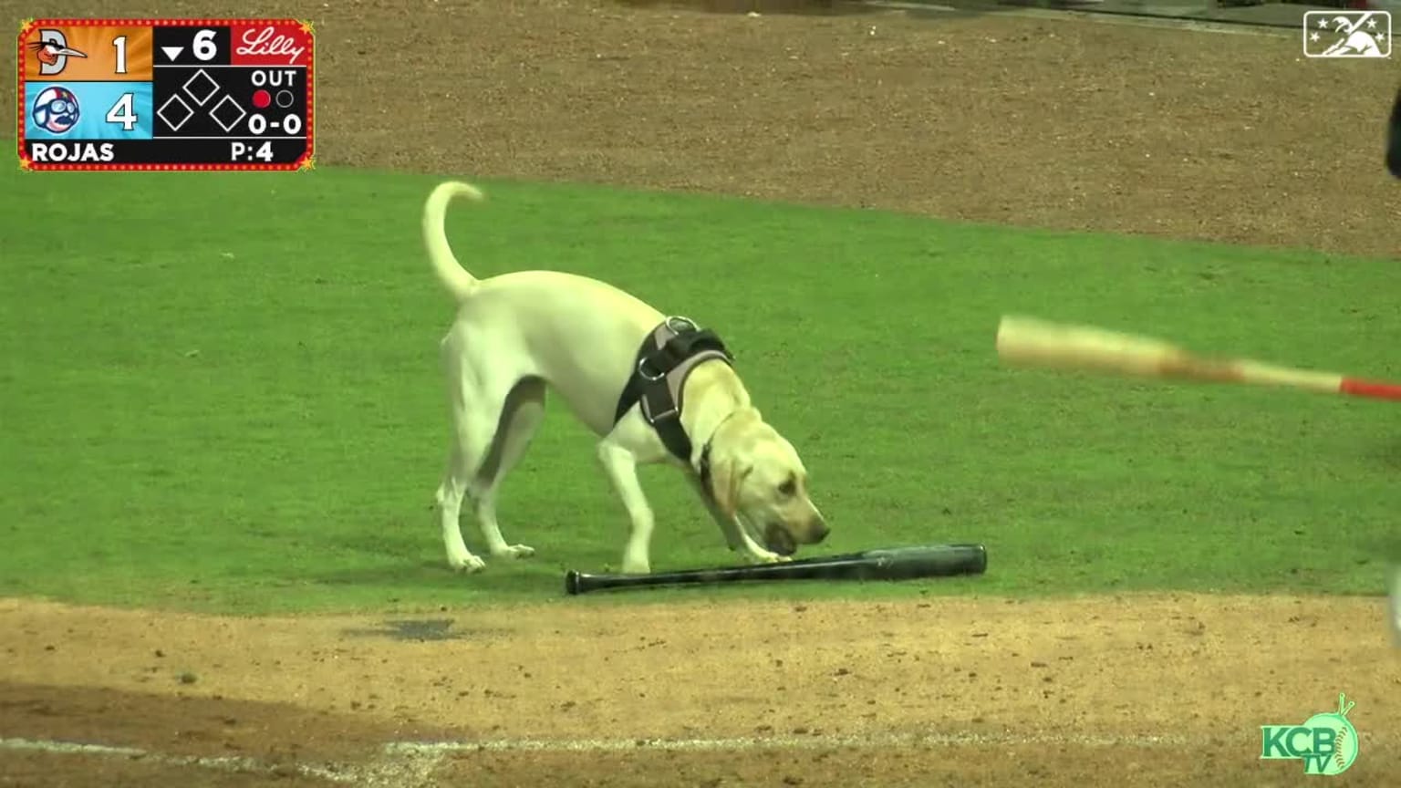 Bat dog gets the bat and brings it back to dugout | 07/29/2023 ...