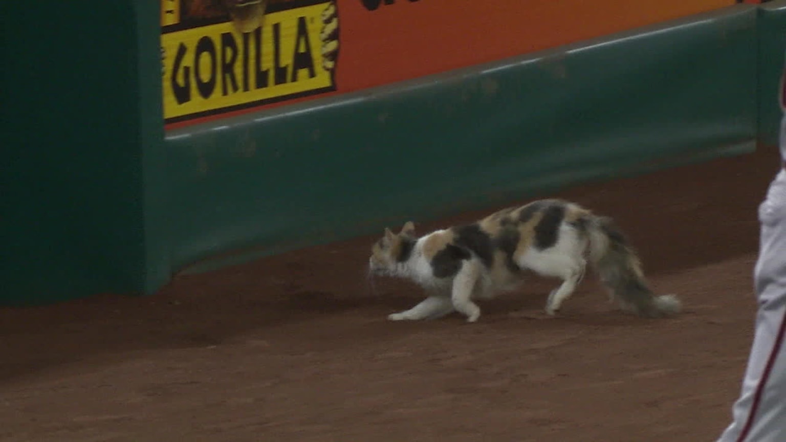 Cat runs on field during D-backs vs. Angels game | 06/30/2023 | MLB.com