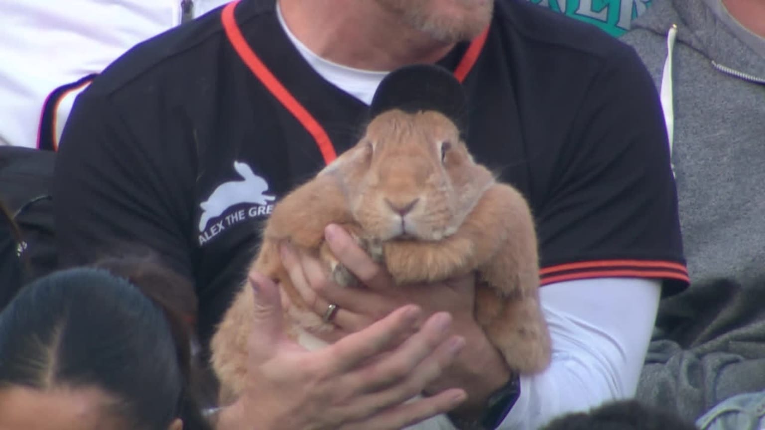 Giants fan attends game with his therapy rabbit | 04/05/2025 | MLB.com