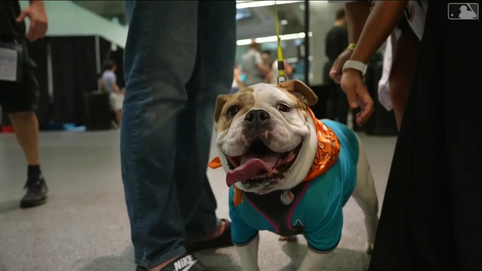 Check out some dogs from Marlins' Bark in the Park | 08/14/2023 | Miami ...