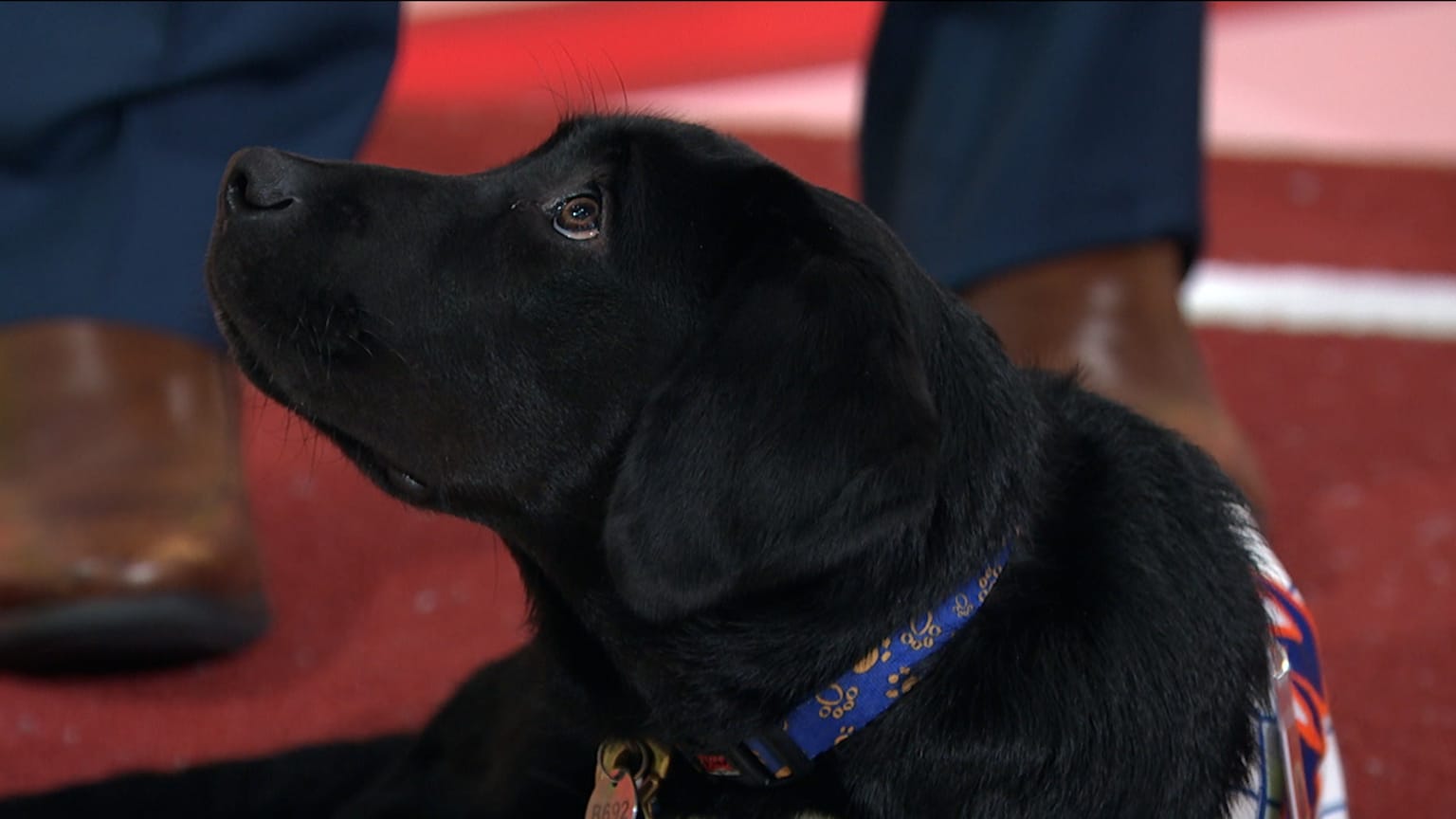 Mets' service dog, Seaver, makes TV debut | 08/24/2023 | New York Mets