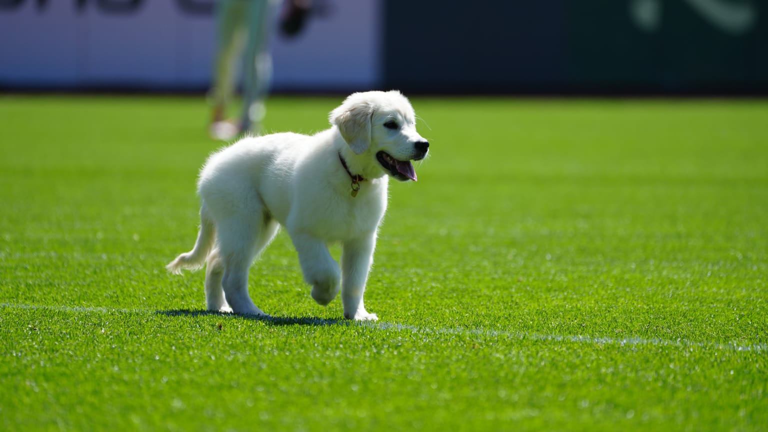 Matt Chapman and his dog spend some time together | 05/29/2024 | San ...