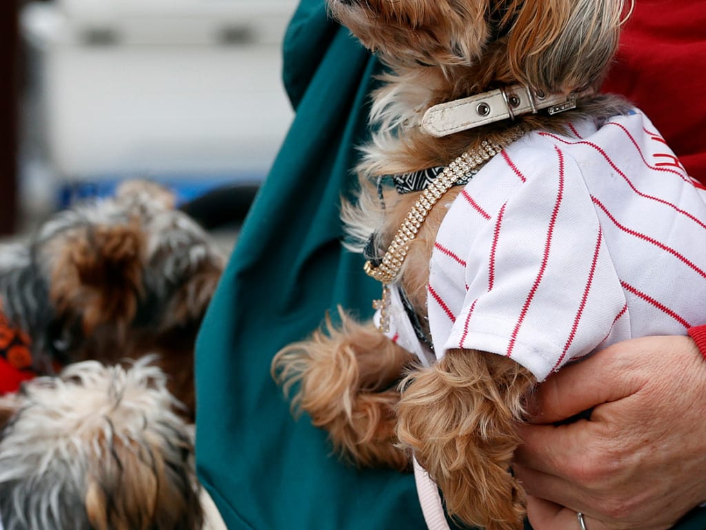 dogs playing baseball