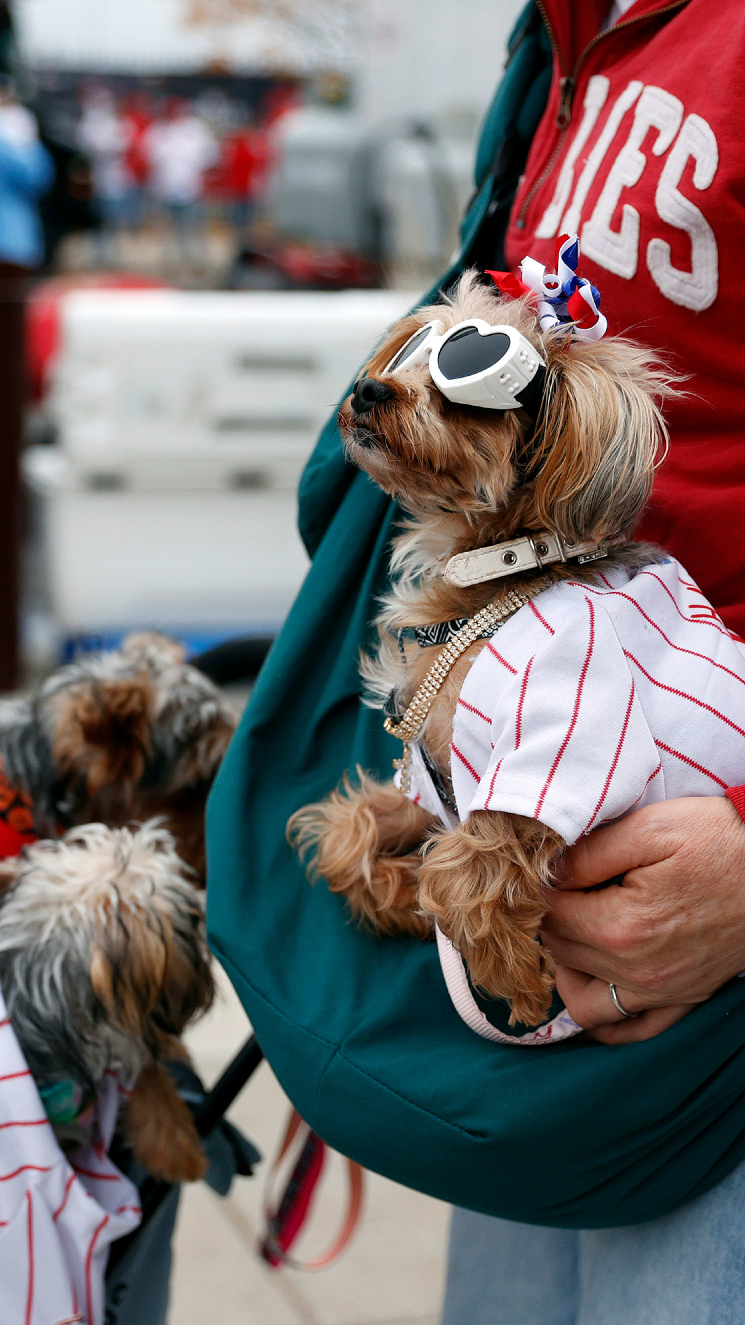 dogs playing baseball