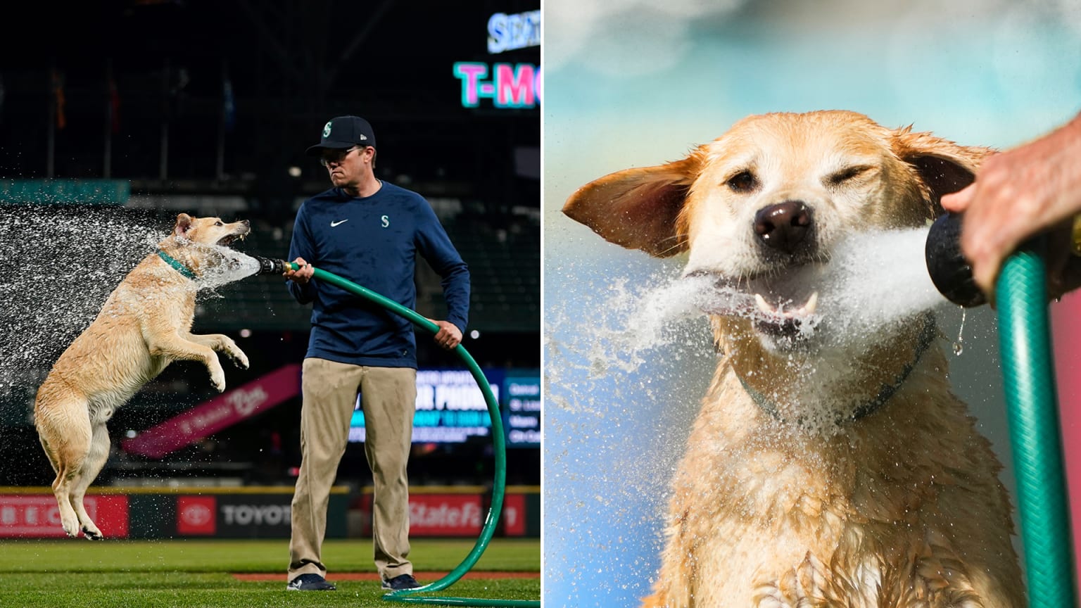 How Mariners' dog Tucker spends Spring Training