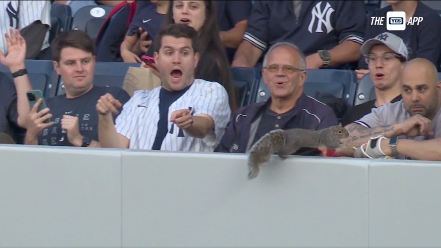 Squirrel shocks Yankees fans during game
