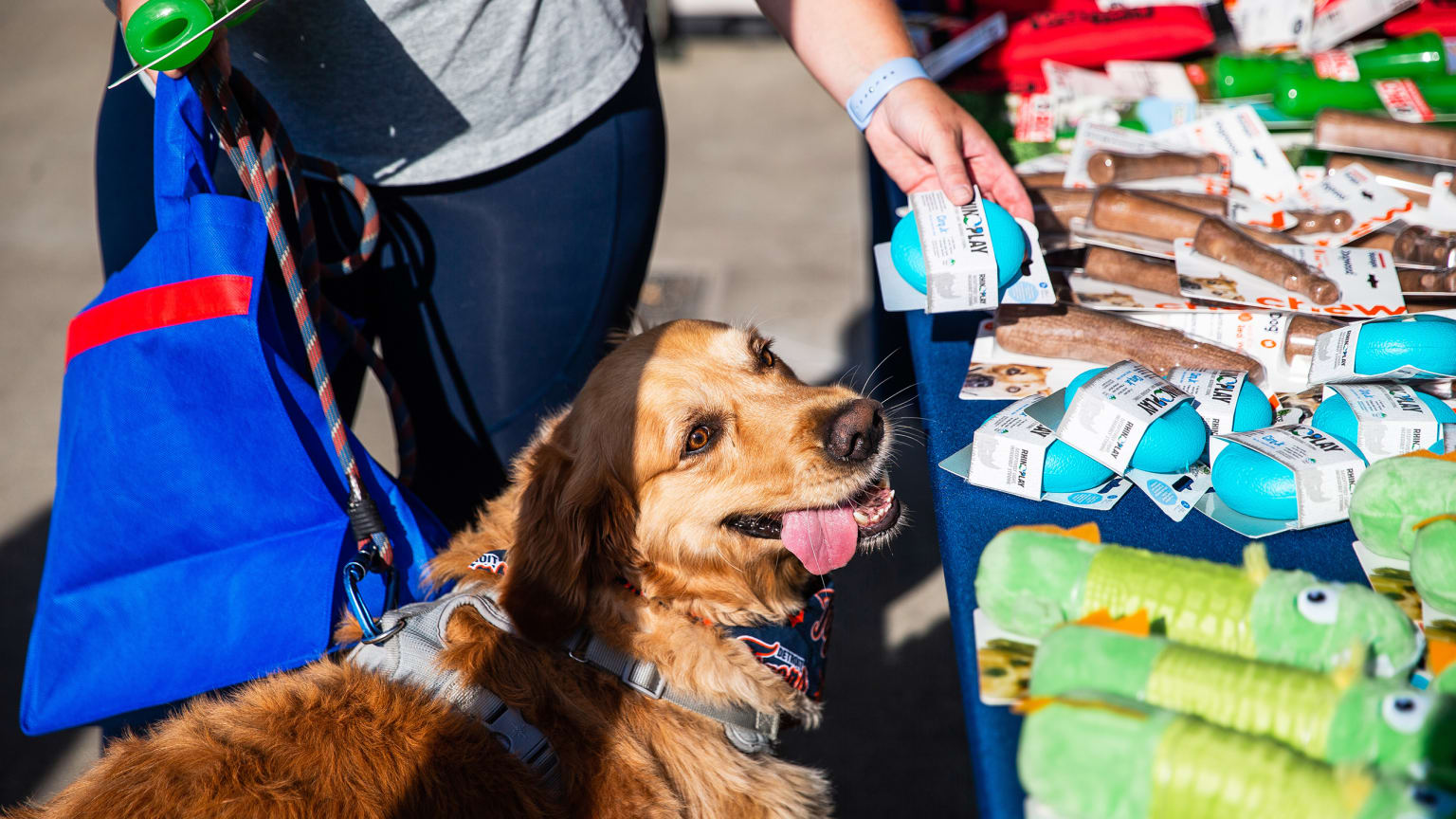 Special Themed Events - Bark In The Park | Detroit Tigers