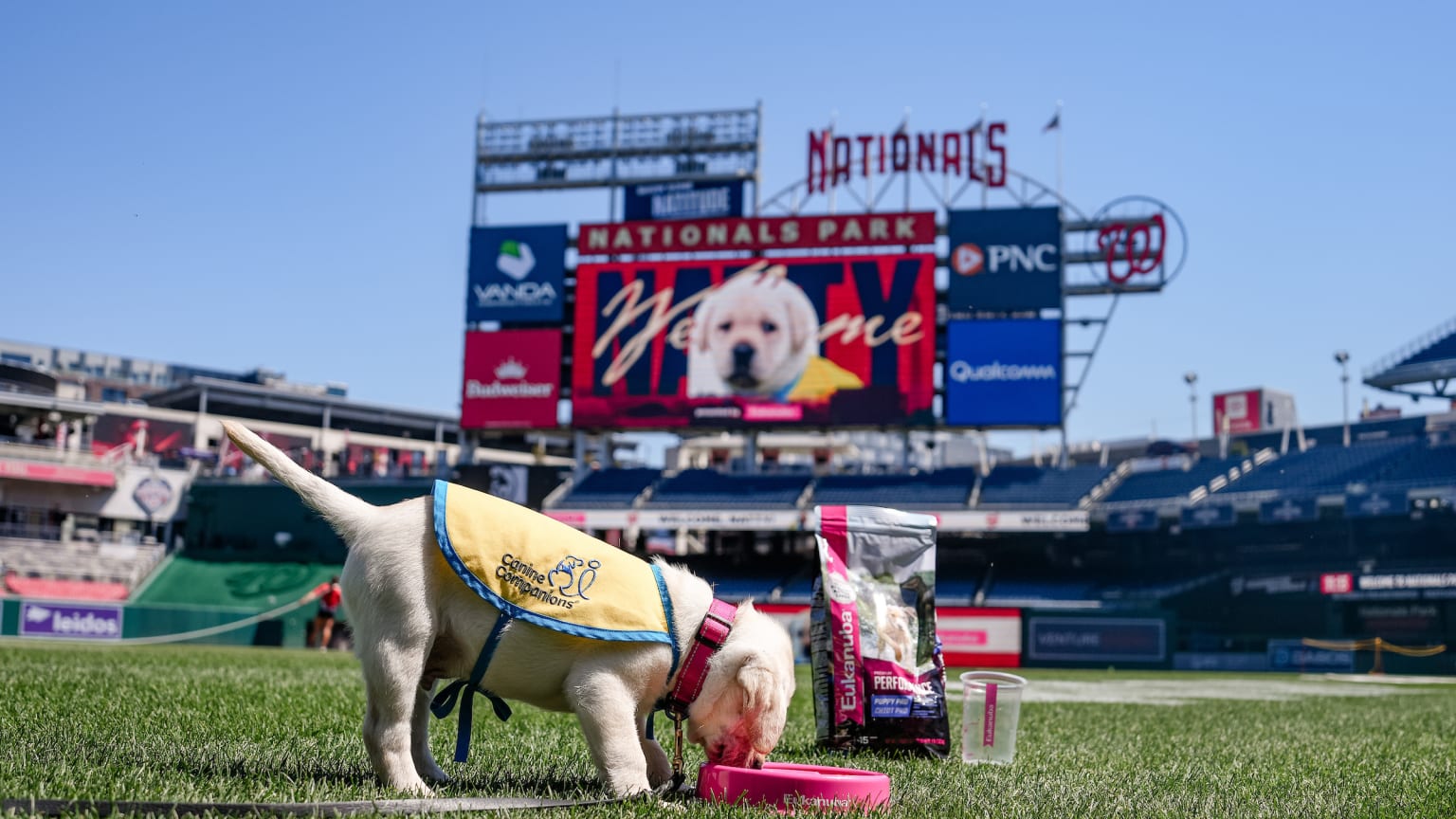 Nationals Team Dog Natty to Debut on Friday, May 15